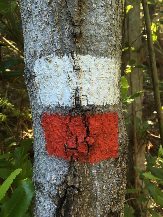 White and Red Stripes on a Trunk Stock Image - Image of mark, markers ...