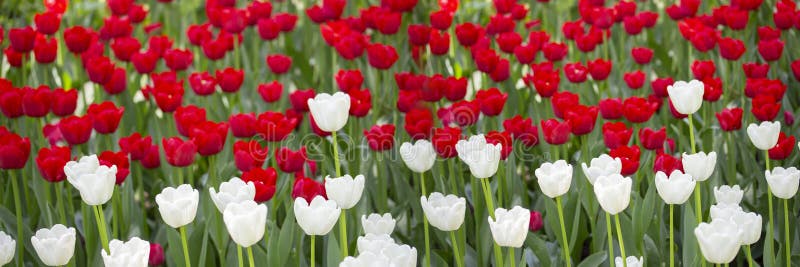 White Red Tulip Blossom Panoramic Banner Season Tulip in Nature Stock ...