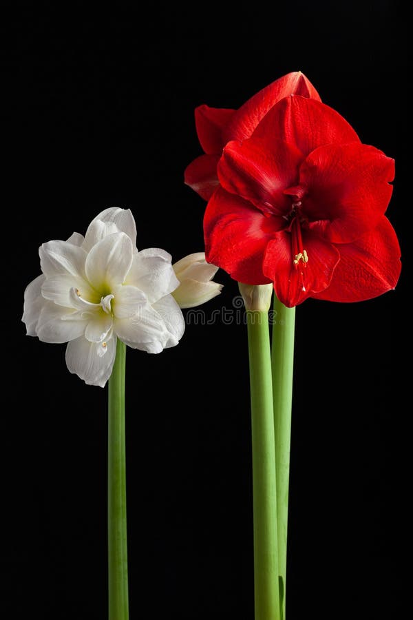 Flower, Amaryllis buds stock photo. Image of flowering - 23348300