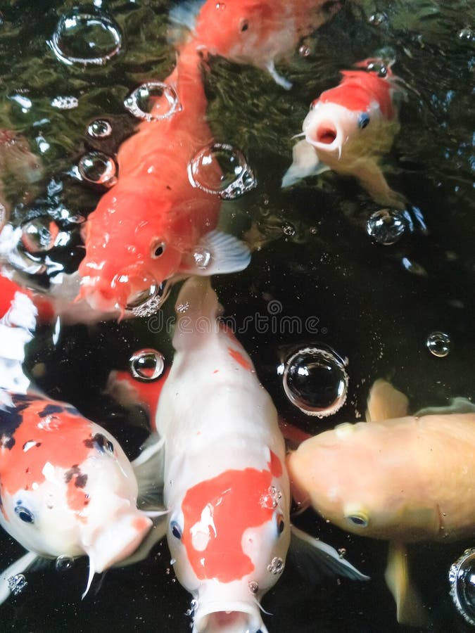 White, Red, Yellow Koi Fish in the Pond Stock Photo - Image of white ...