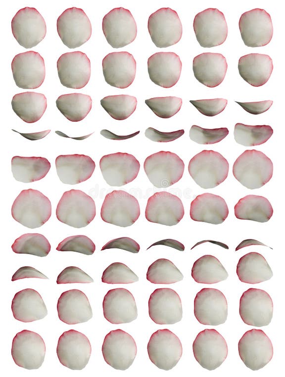 White and Reddish Rose Petal 3d Rotation Sequence Stock Image - Image ...