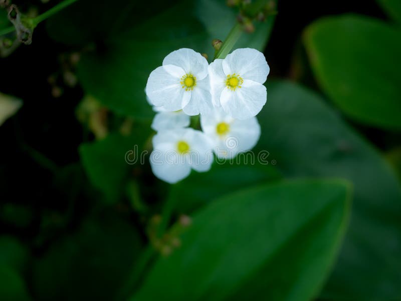 1,438 Amazon Flowers Photos - Free & Royalty-Free Stock Photos from ...