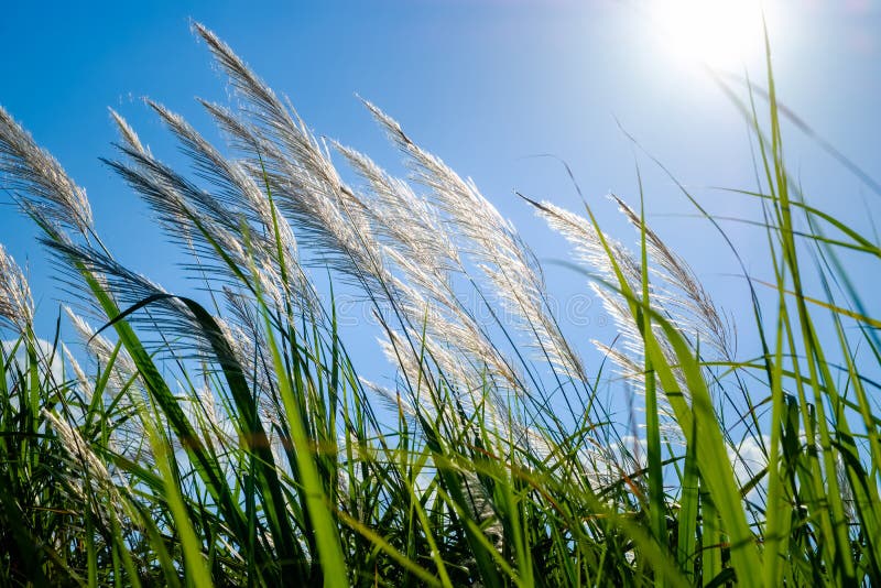 White reed field blooming stock image. Image of sunlight - 241271157