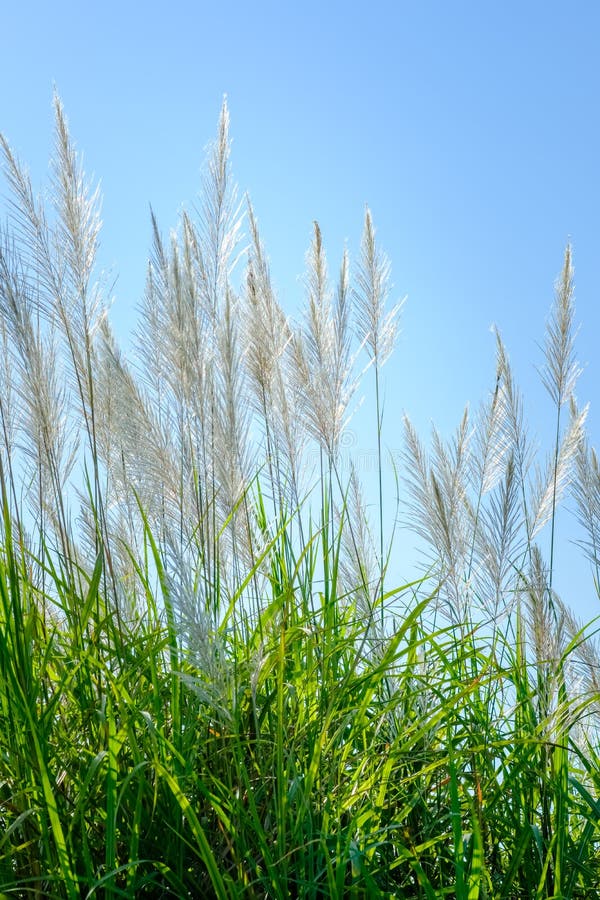 White reed field blooming stock image. Image of sunlight - 241271157