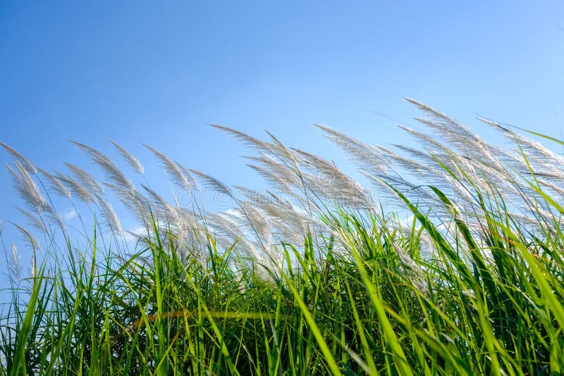 Reed sway in the wind stock image. Image of blue, sunlight - 131501839