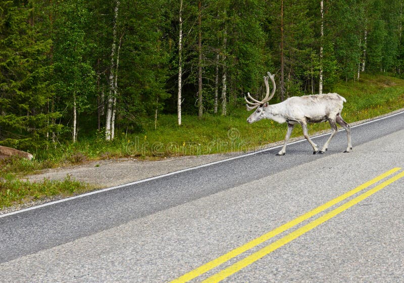 Deer Jumping Across the Road Near Itasca National Park Stock Image ...