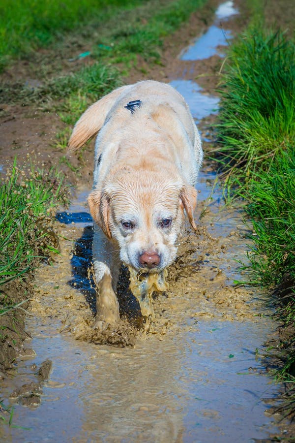 Retriever Runs Throug a Puddle of Water Stock Image - Image of dogs ...