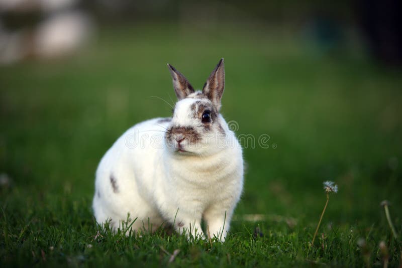 White Rex Rabbit stock image. Image of white, spots, rabbit - 51395749