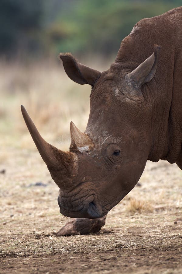 African White Rhino Side Profile Stock Photo - Image of square, fauna ...