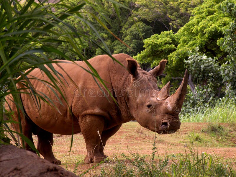 Rhino run stock image. Image of nose, horn, rhino, dual - 106868227