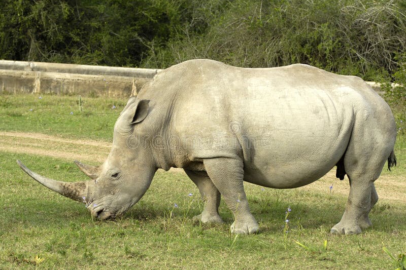 African White Rhino Side Profile Stock Photo - Image of square, fauna ...