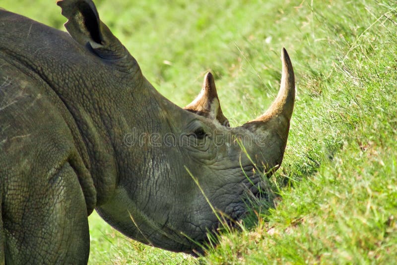 White Rhino Head Front stock image. Image of reserves - 29235563