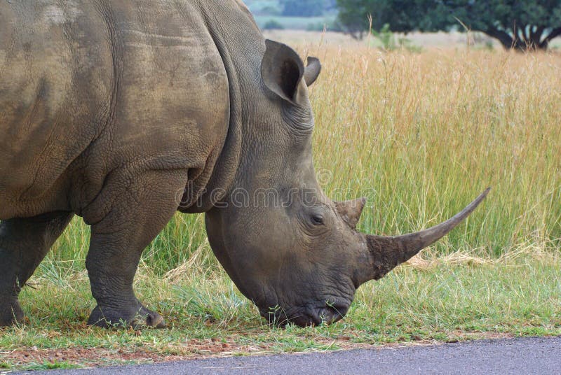 African White Rhino Side Profile Stock Photo - Image of square, fauna ...