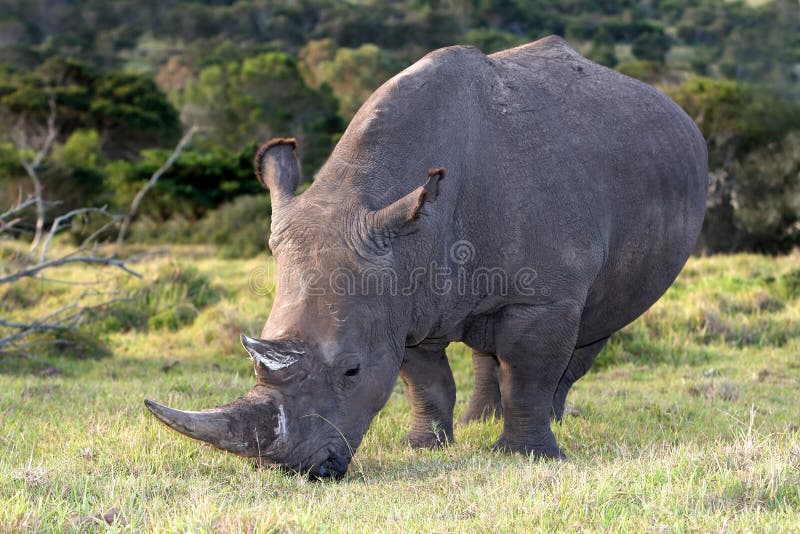 Rhino - Rhinoceros stock photo. Image of dangerous, conservation - 1803474