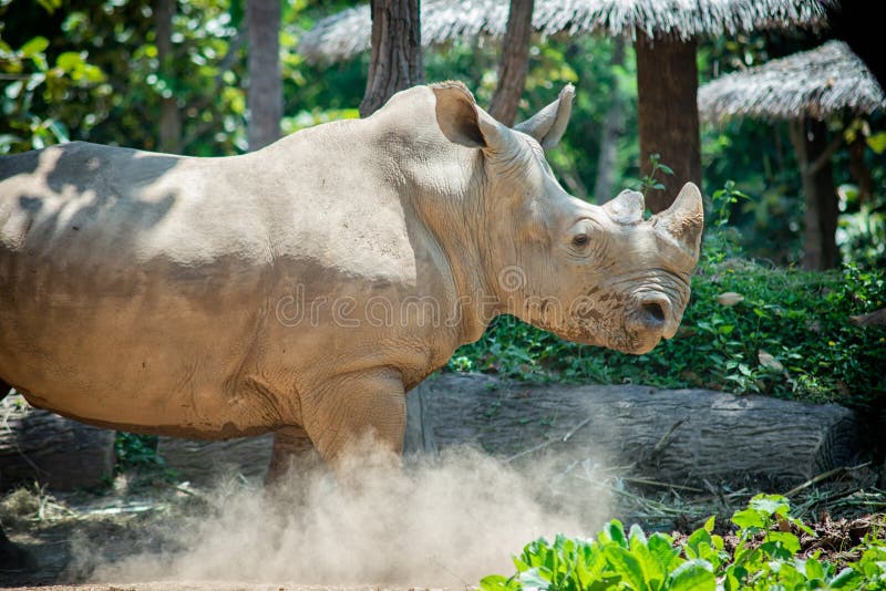 233 Charging Rhino Stock Photos - Free & Royalty-Free Stock Photos from ...