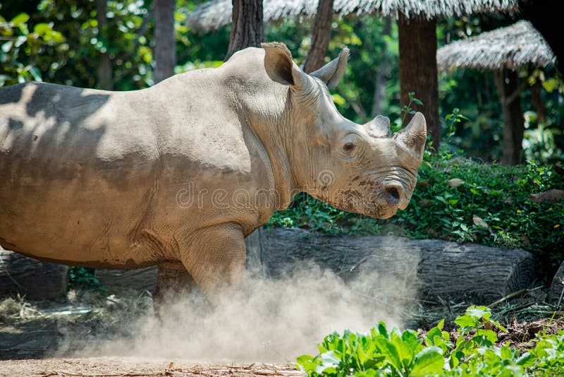 White rhino stock photo. Image of extinction, family - 152454360