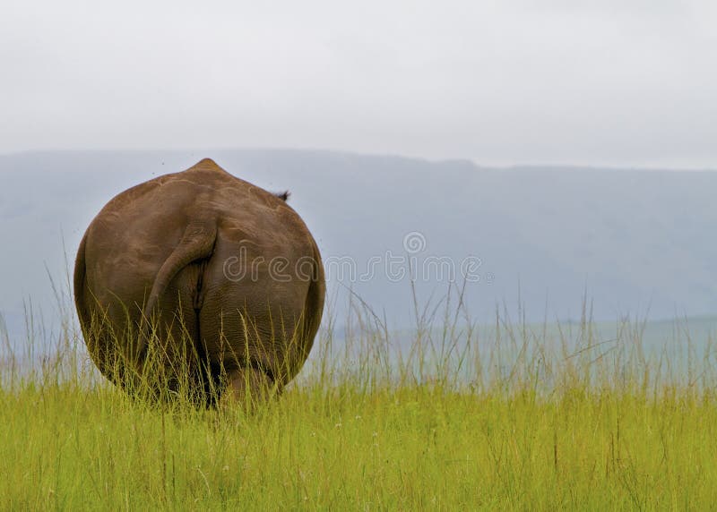 Rhino rear stock image. Image of rear, rhino, wildlife - 29898089
