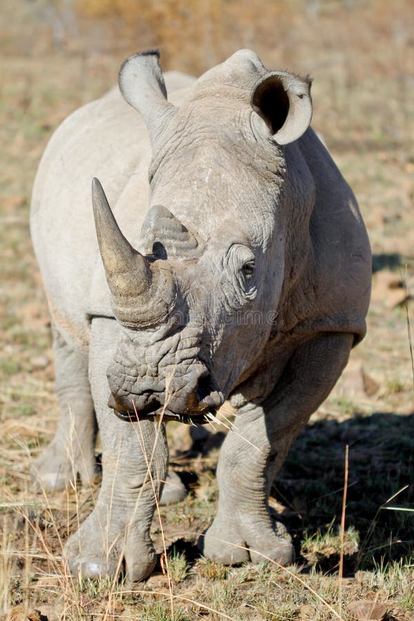 White rhino bull stock photo. Image of fierce, bull, grass - 21101390