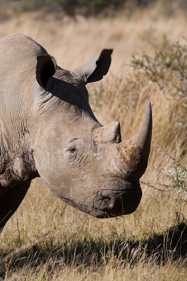 White rhino bull stock photo. Image of muscular, five - 20908610