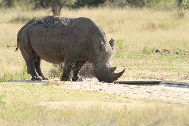 White rhino bull stock image. Image of adult, grey, rhino - 25484751