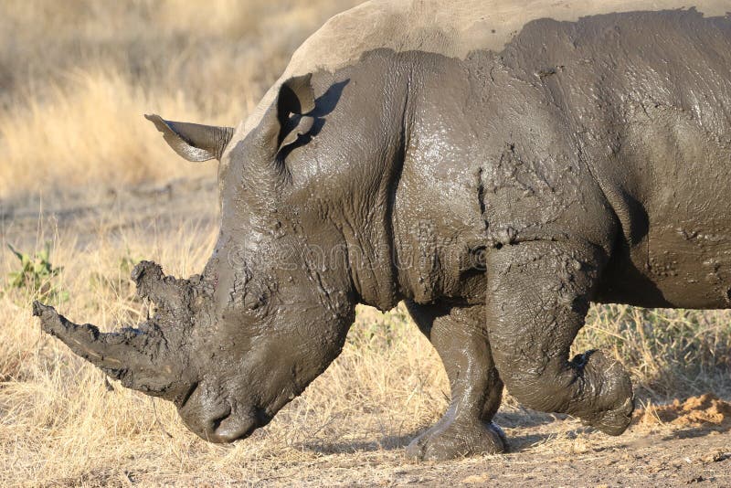 White rhino covered in mud stock image. Image of private - 145725157