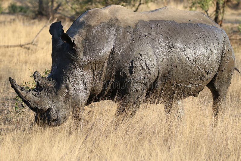 White rhino covered in mud stock photo. Image of herbivore - 145725226