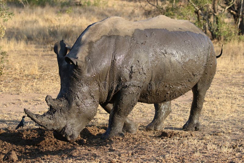 White rhino covered in mud stock photo. Image of conservation - 145725150
