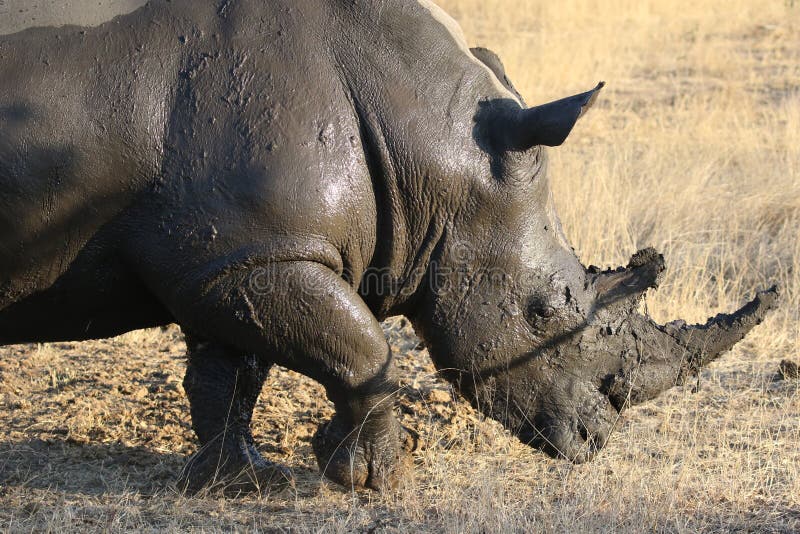 White rhino covered in mud stock photo. Image of safari - 145725286