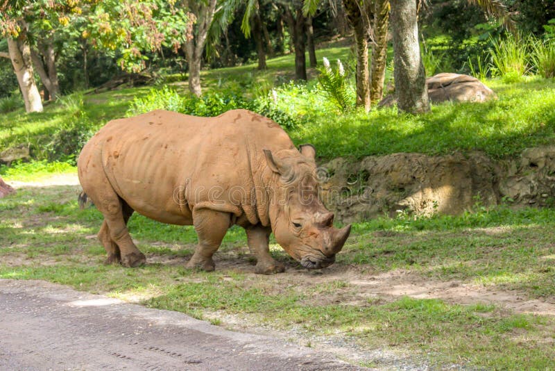 White Rhino Eating Alone in the Grass Stock Photo - Image of climate ...