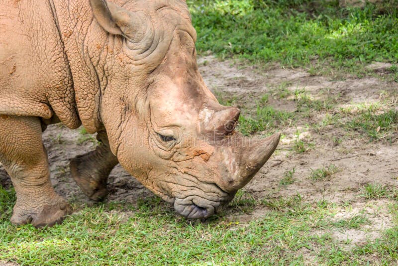 White Rhino Eating Alone in the Grass Stock Photo - Image of ...