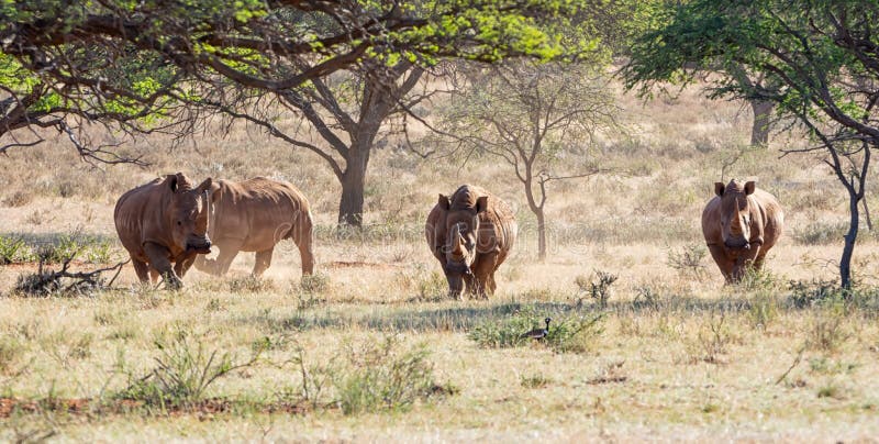 White Rhino Group stock photo. Image of endangered, rhinos - 144632954