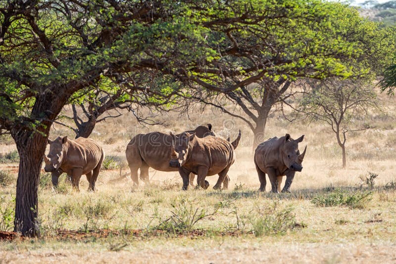 White Rhino Group stock image. Image of group, outdoors - 144633027