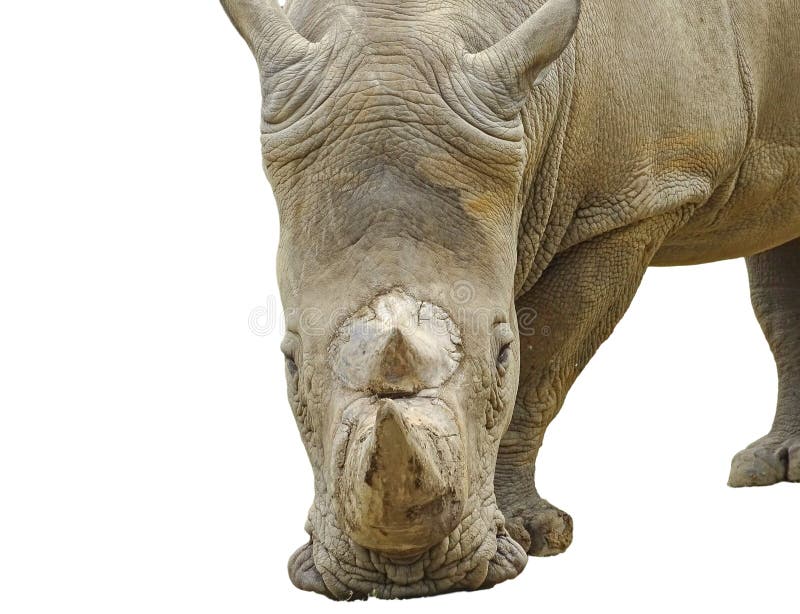 A White Rhino Isolated on White Stock Photo - Image of rest, white ...