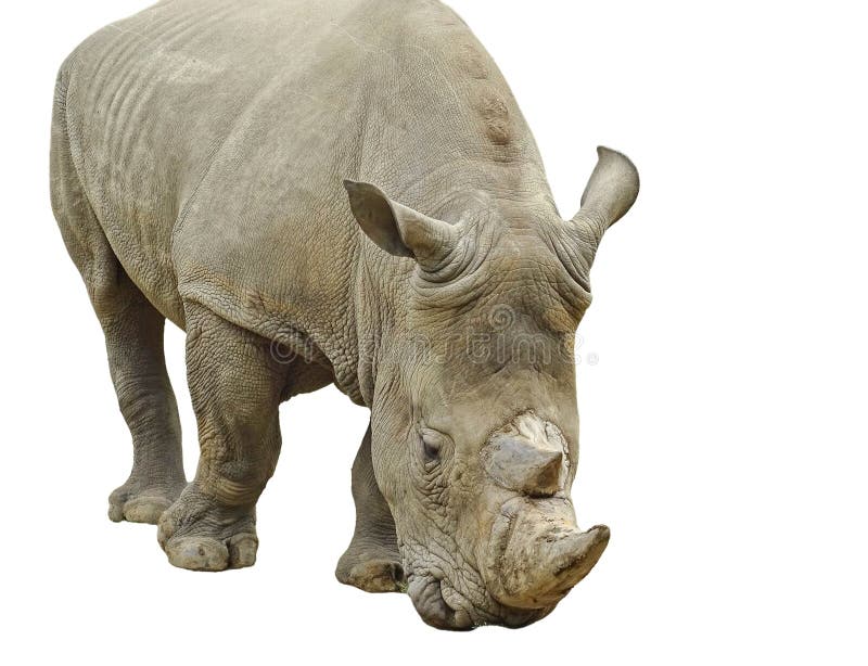 Rhinoisolated Stock Photos - Free & Royalty-Free Stock Photos from ...