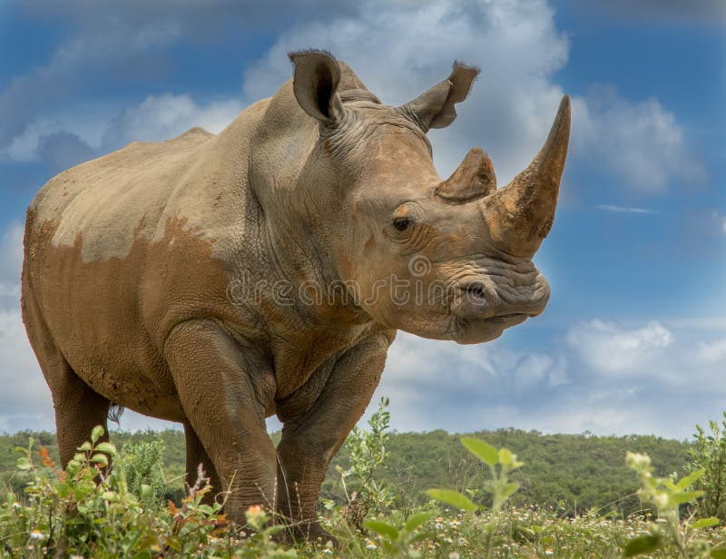 White Rhino stock image. Image of savanna, rhino, scarce - 54817185