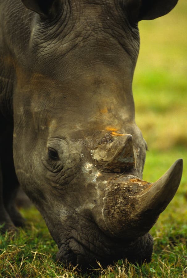 White Rhino Portrait stock photo. Image of rhino, rhinoceros - 9784920