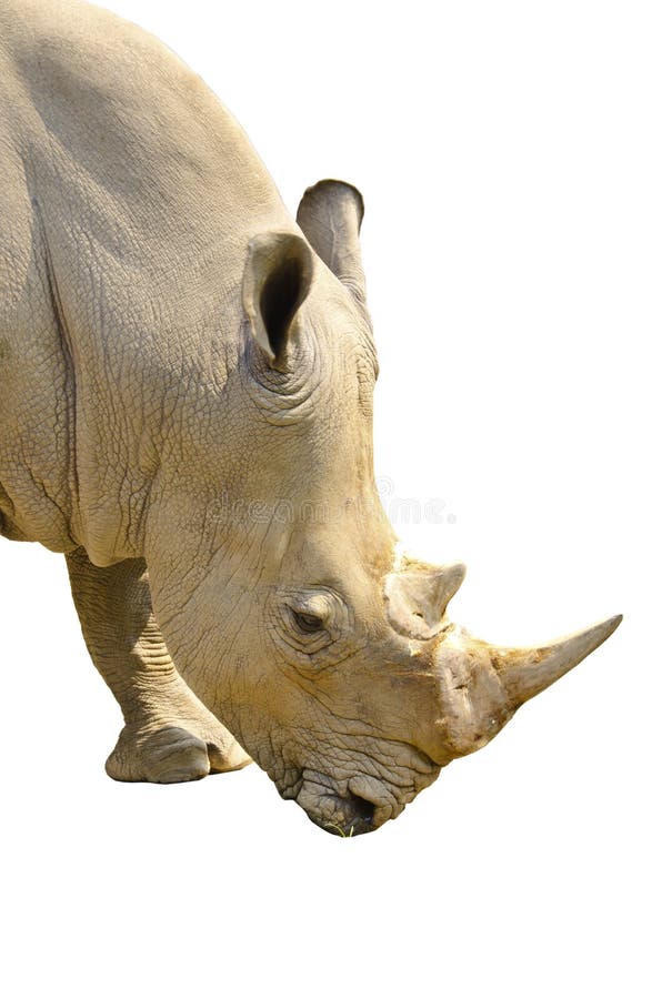 White Rhino Head Front stock image. Image of reserves - 29235563