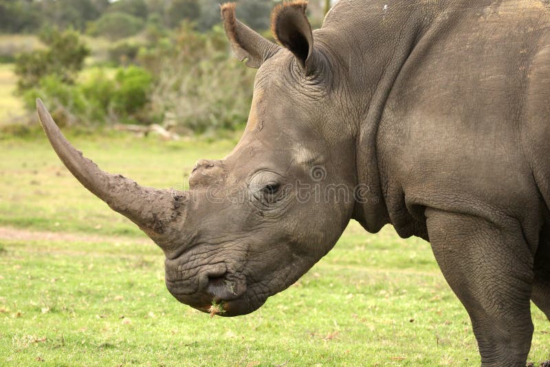 White Rhino Profile stock photo. Image of africa, horned - 17361210