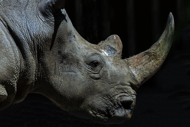 White rhino stock image. Image of safari, face, profil - 57186839