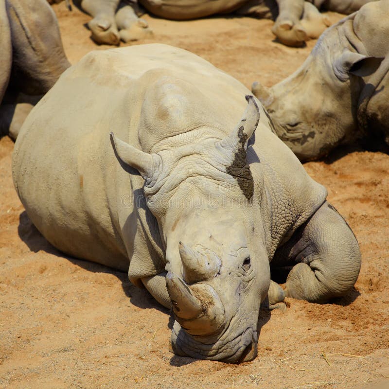 White Rhino Resting in the Sun Stock Image - Image of square ...