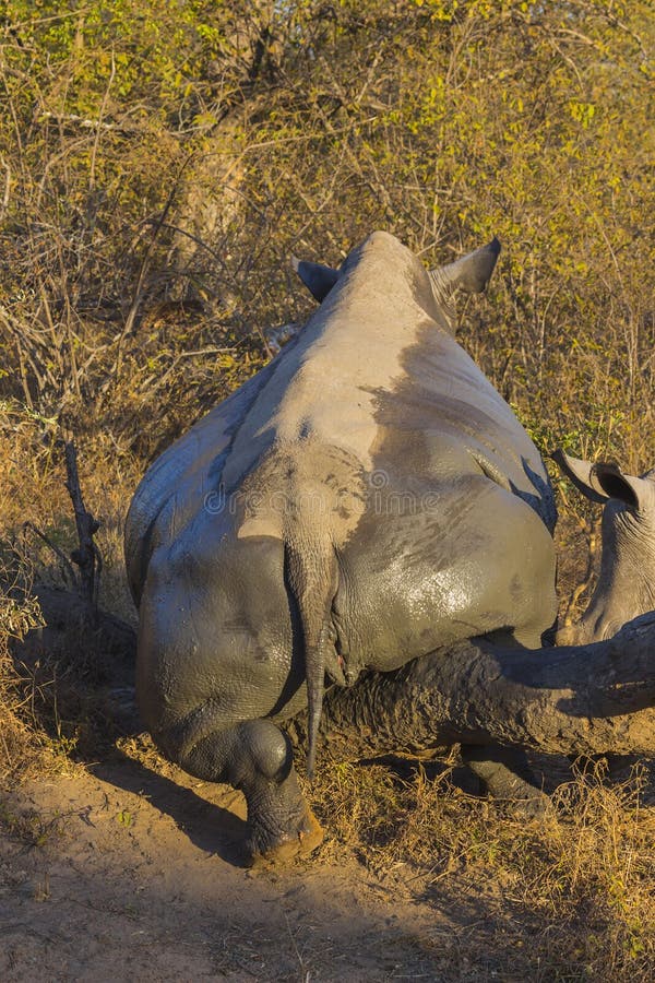 White Rhino Scratching after Mud Bath Stock Photo - Image of african ...