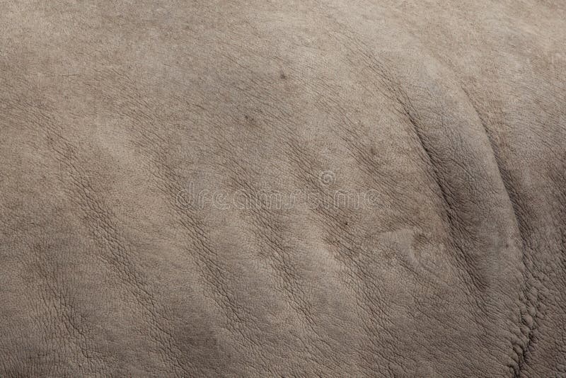 White rhino skin texture stock image. Image of wildlife - 37399177