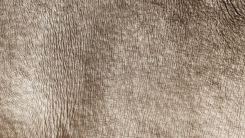 White rhino skin texture stock photo. Image of animal - 60160948