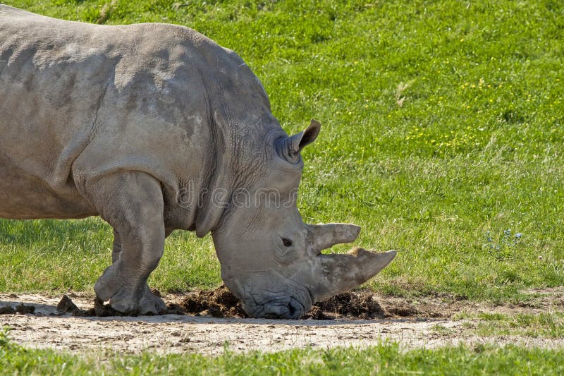 White rhino smelling poo stock photo. Image of mark, power - 15111040