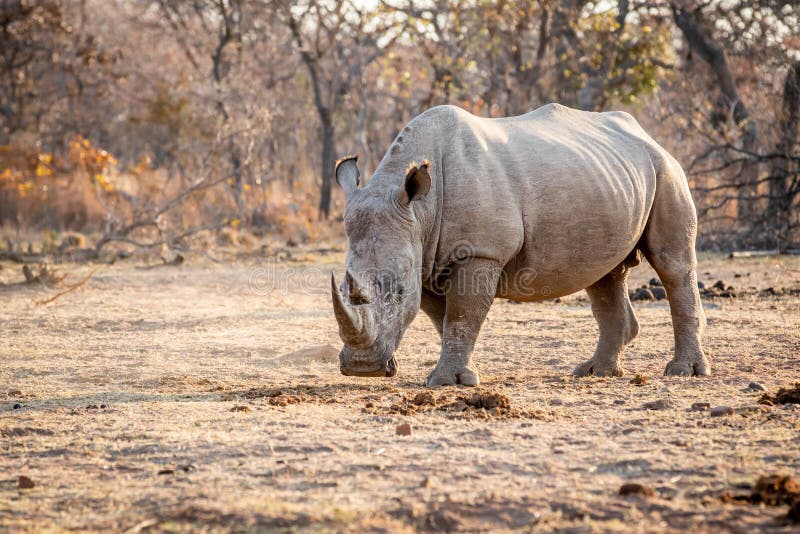 White Rhino Standing in the Grass Stock Image - Image of rhinoceros ...