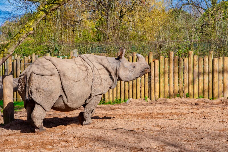 White Rhino Standing in the Sun Stock Image - Image of rhinoceros, horn ...