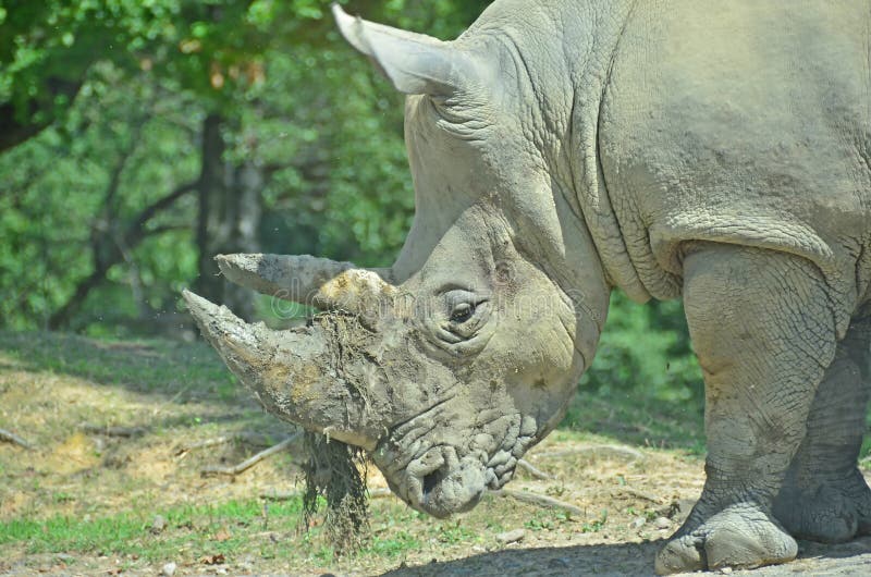 White Rhino stock image. Image of mammal, digging, horns - 75083471