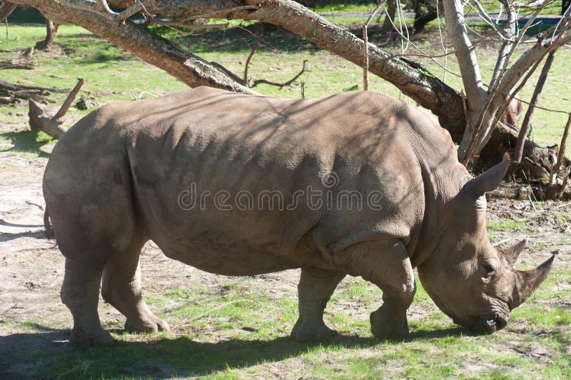 White Rhinoceros stock photo. Image of africa, animal - 18014180