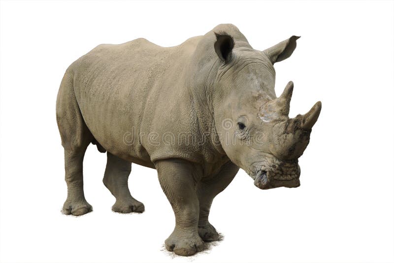 Strong Rhinoceros Stock Photos - Download 2,773 Royalty Free Photos