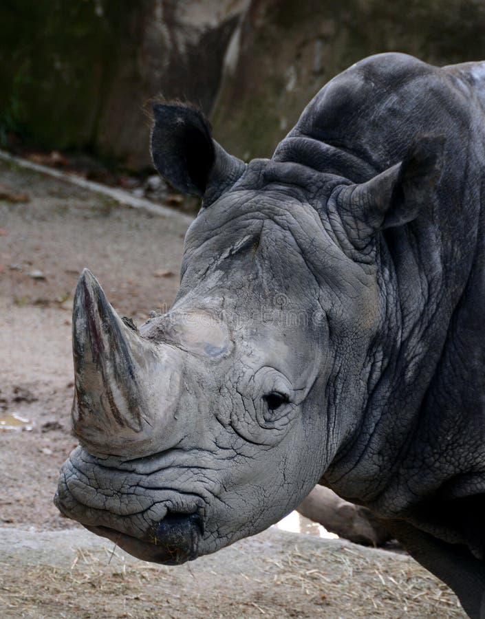 White Rhinoceros or Square Lipped Rhinoceros, Ceratotherium Simum Stock ...